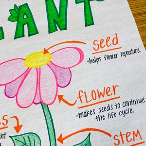 Parts of a Plant Anchor Chart - Etsy