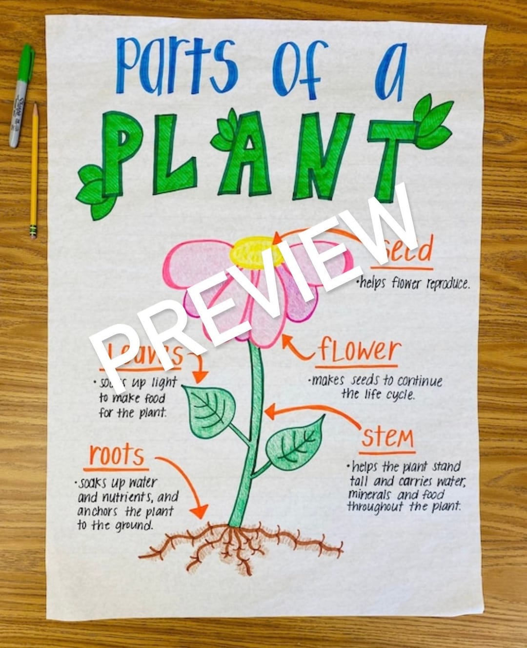 Parts of a Plant Anchor Chart - Etsy