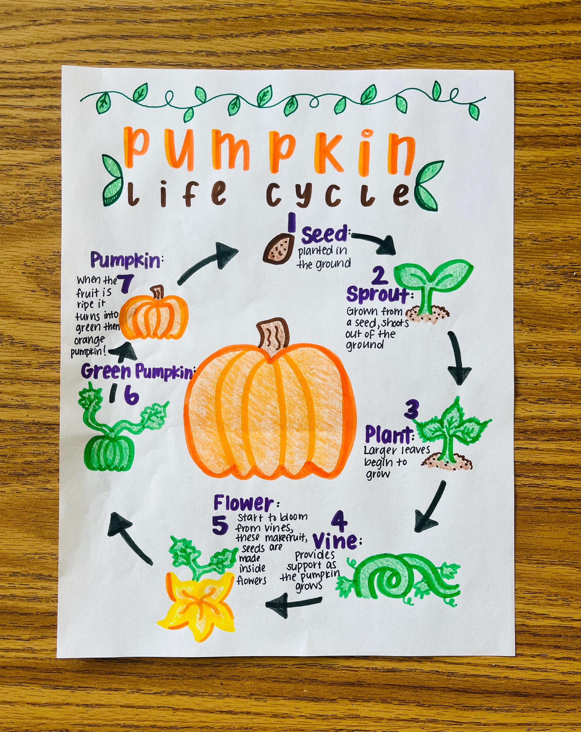 Pumpkin Life Cycle W/ Detailed Steps Anchor Chart - Etsy