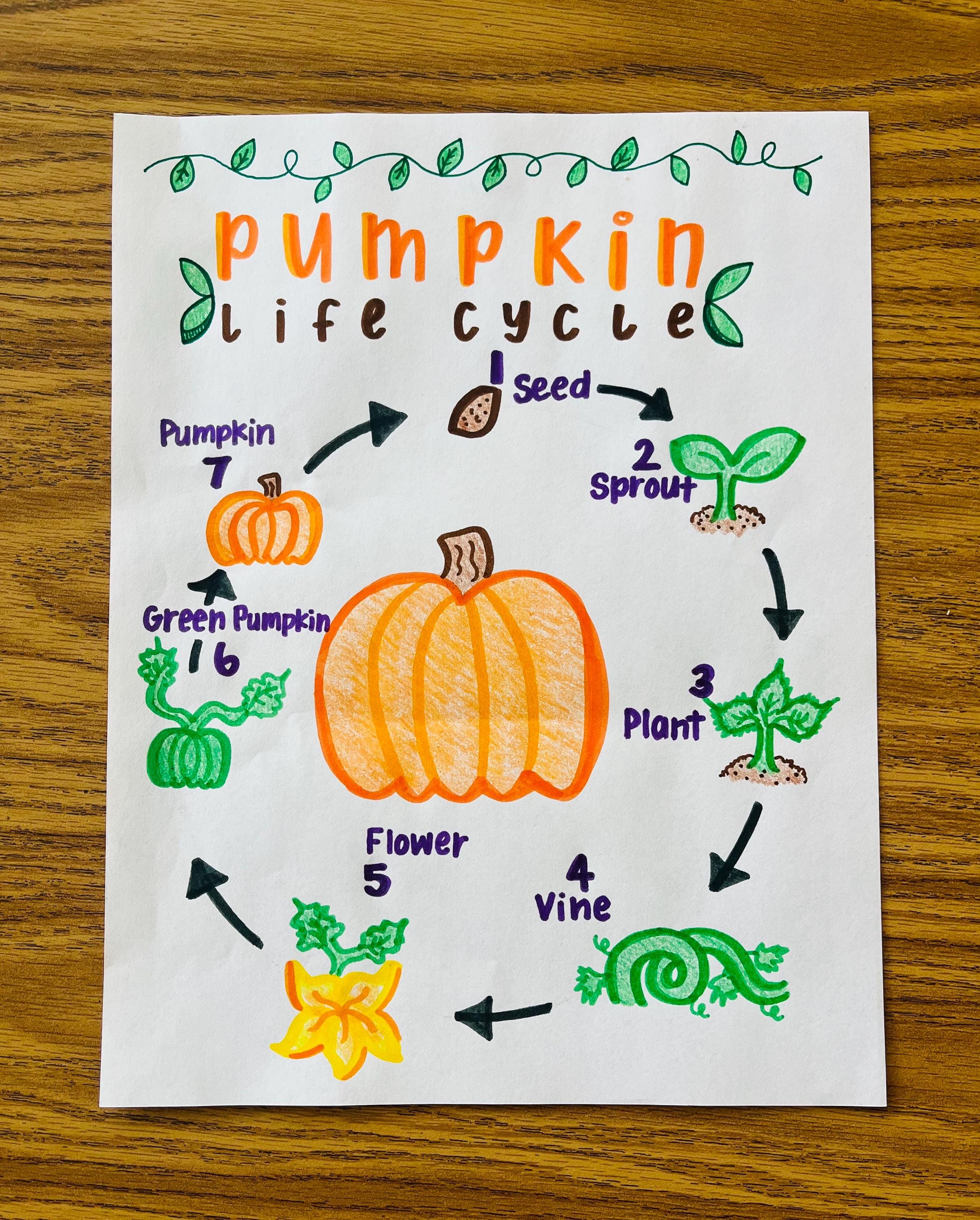 Pumpkin Life Cycle Anchor Chart - Etsy
