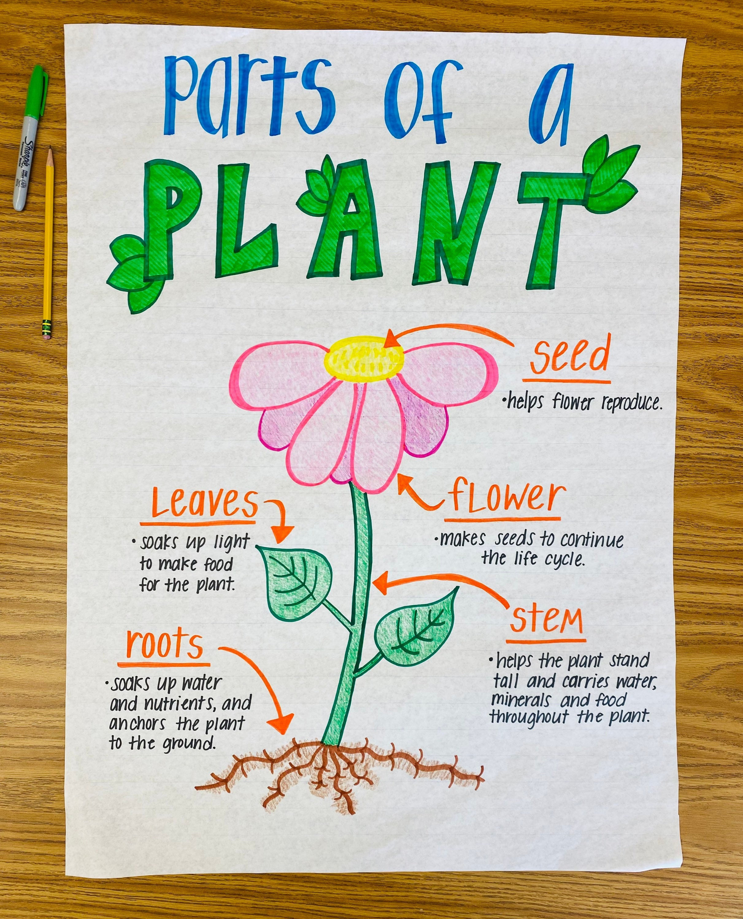 Parts of a Plant Anchor Chart | Etsy Canada