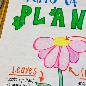 Parts of a Plant Anchor Chart - Etsy