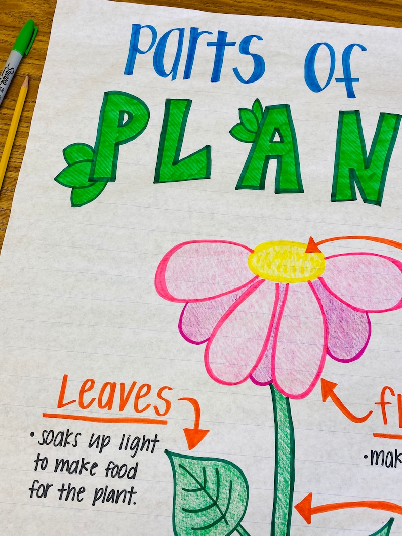 Parts of a Plant Anchor Chart - Etsy