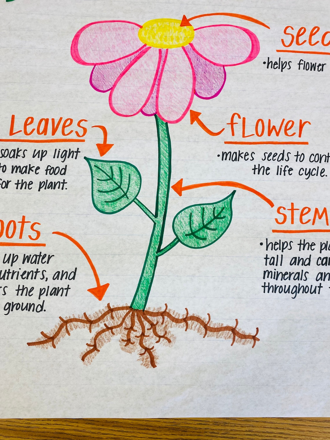 Parts of a Plant Anchor Chart - Etsy Canada