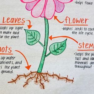 Parts of a Plant Anchor Chart - Etsy