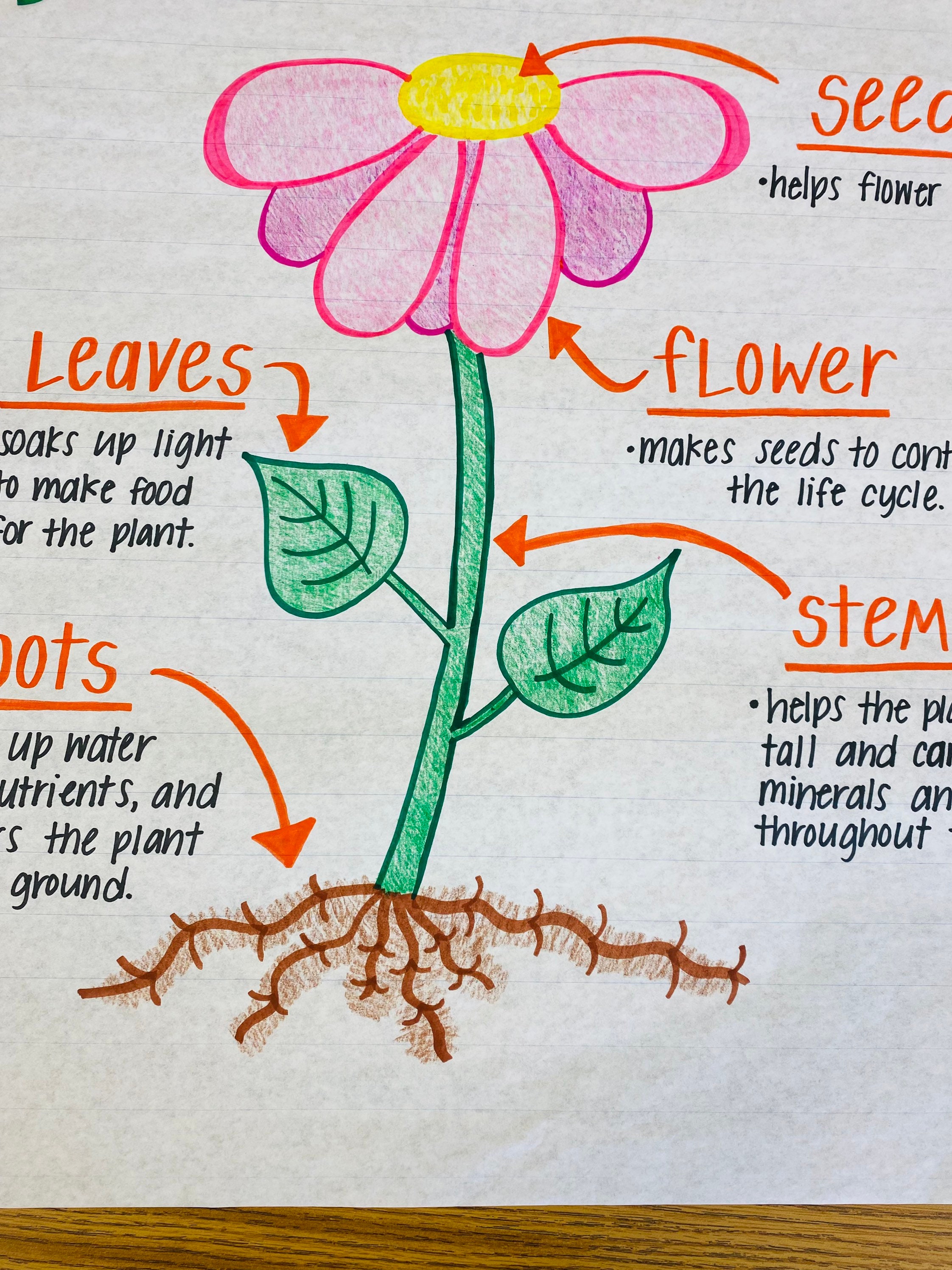 Parts of a Plant Anchor Chart - Etsy Canada