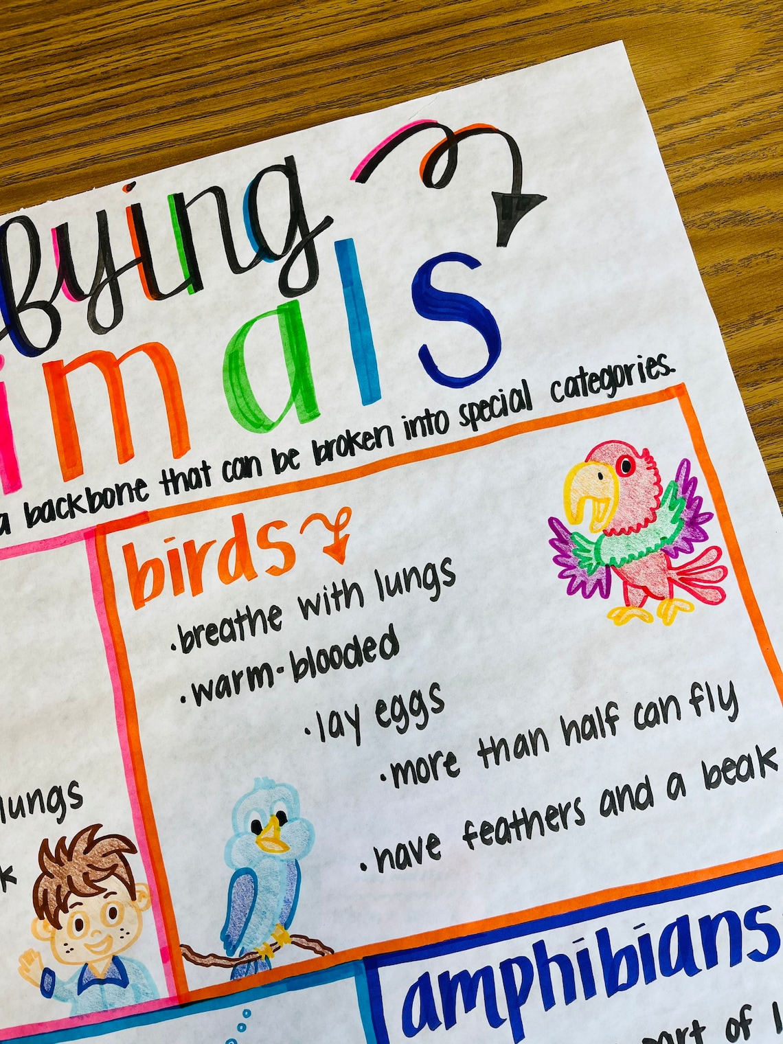 Animal Classification Anchor Chart - Etsy