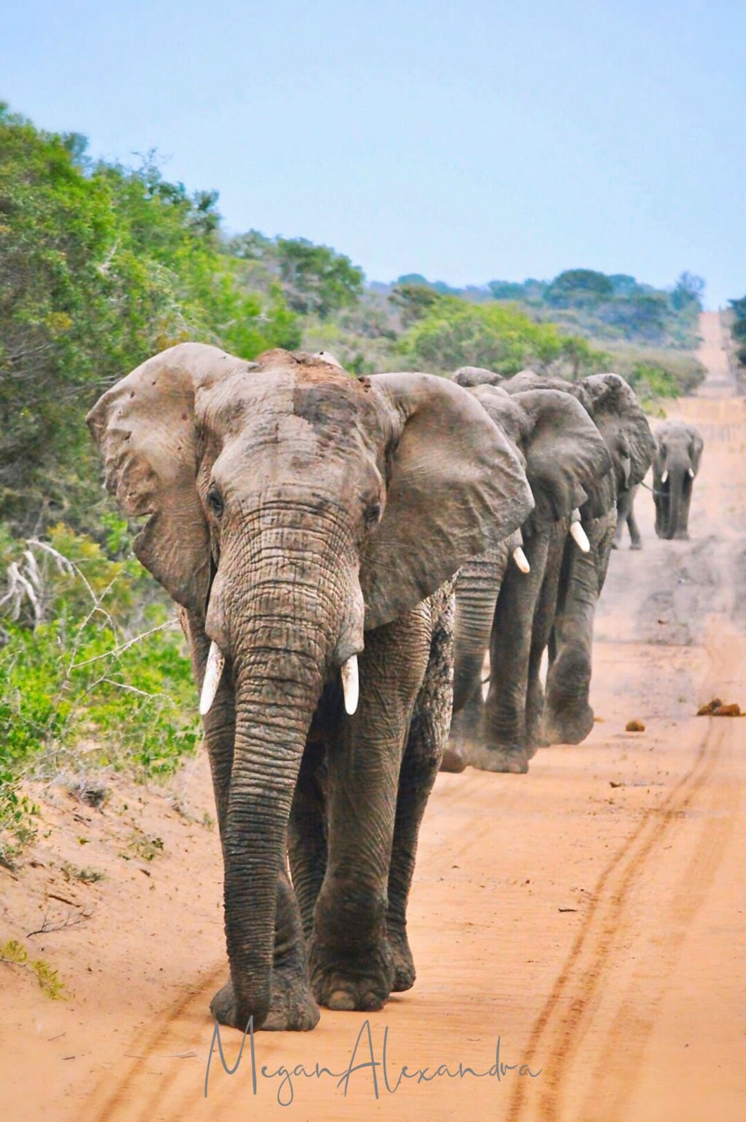 Walk Together- Elephants - Etsy