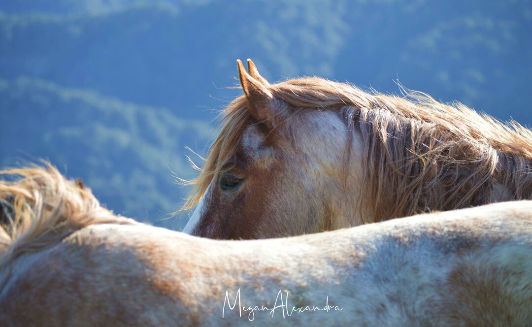 Red Roan Mustang - Etsy