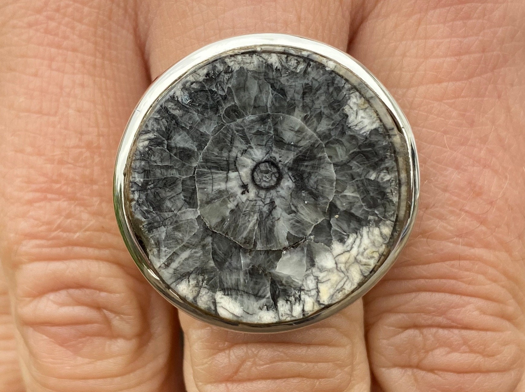 Natural Orthoceras Cross Section Ring (size N , 7) Ring in 925 Sterling ...