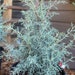 Carolina Sapphire Cypress Tree: Aromatic Blue Green Evergreen (30+ Inch ...