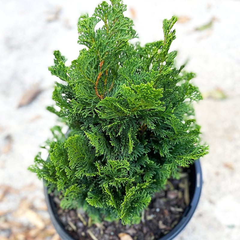 Dwarf Cypress - Etsy