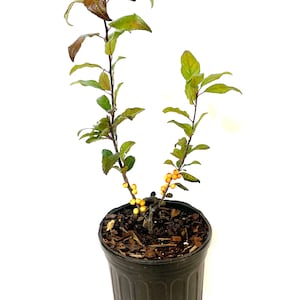 Holly Winterberry Gold Berries, Ilex Verticillata 'winter Gold', NA ...