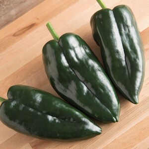 Pepper Seeds, Poblano Hot Peppers, Baron Variety, Large, Stuffing ...