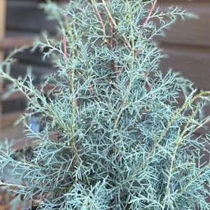 Carolina Sapphire Cypress Tree: Aromatic Blue Green Evergreen (30+ Inch ...