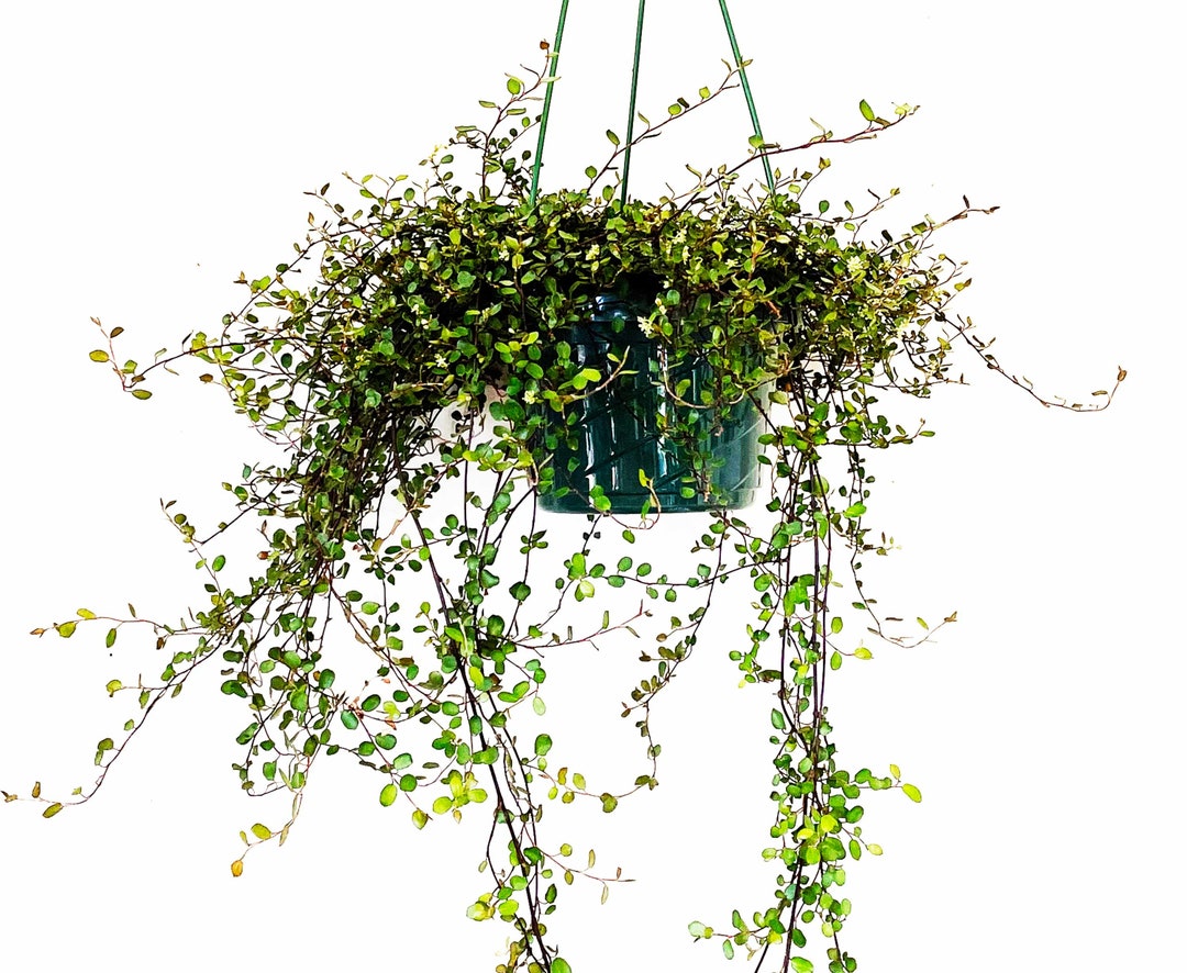 Creeping Wire Vine, Angelvine, Muehlenbeckia Complexa, Draping Tiny ...