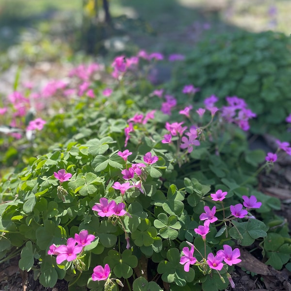 Oxalis Bulbs - Etsy