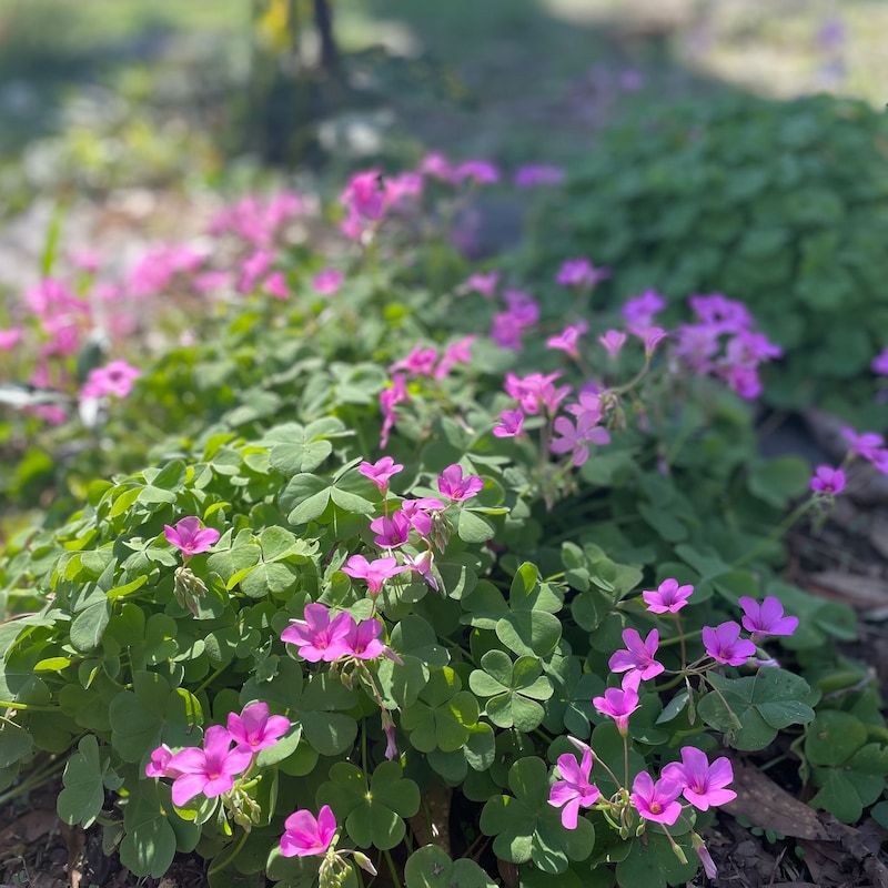 Oxalis Bulbs - Etsy