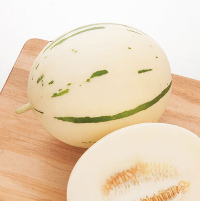 Snow Leopard Honeydew Melon Seeds: White With Green Stripes - Etsy