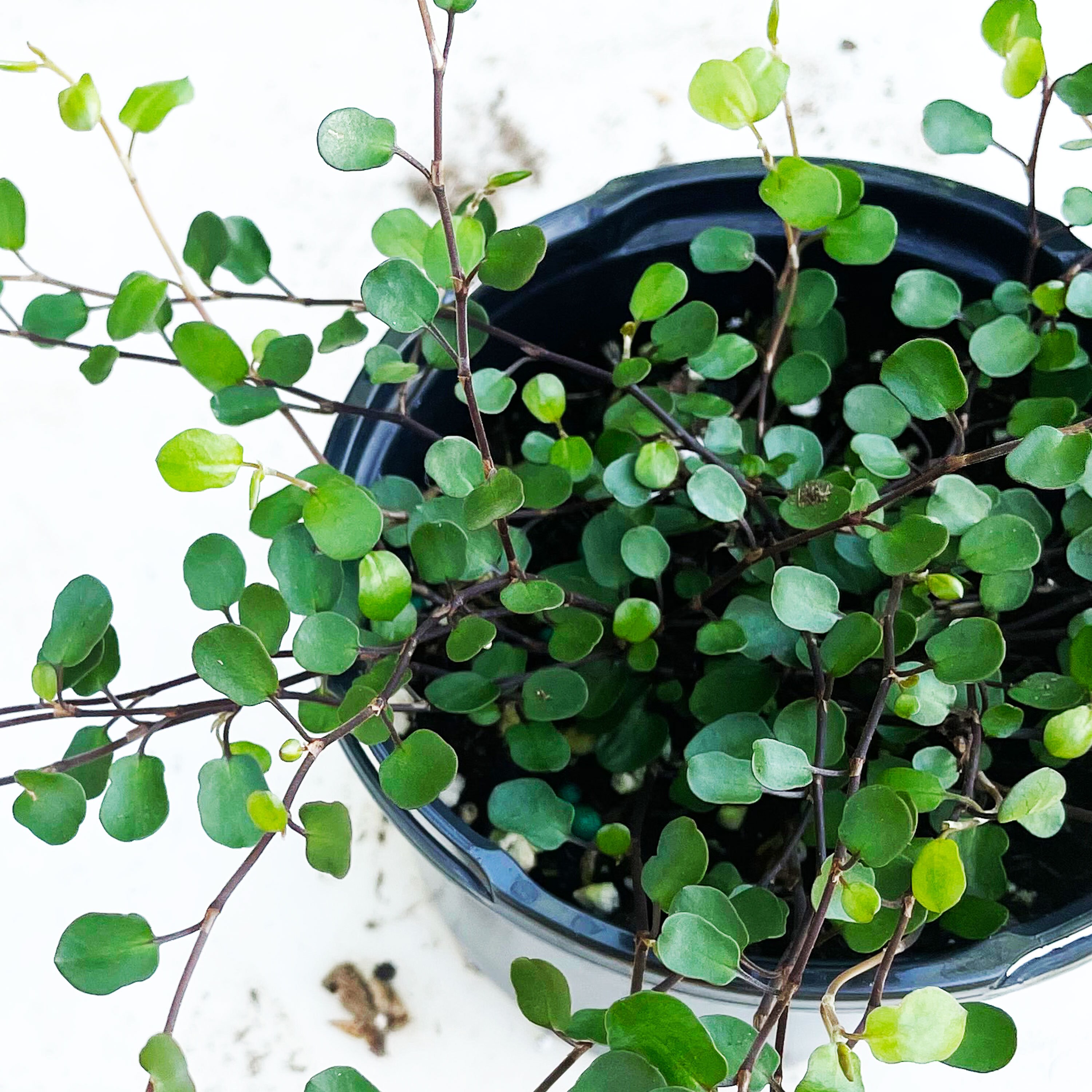 Creeping Wire Vine Angelvine Muehlenbeckia Complexa Draping - Etsy