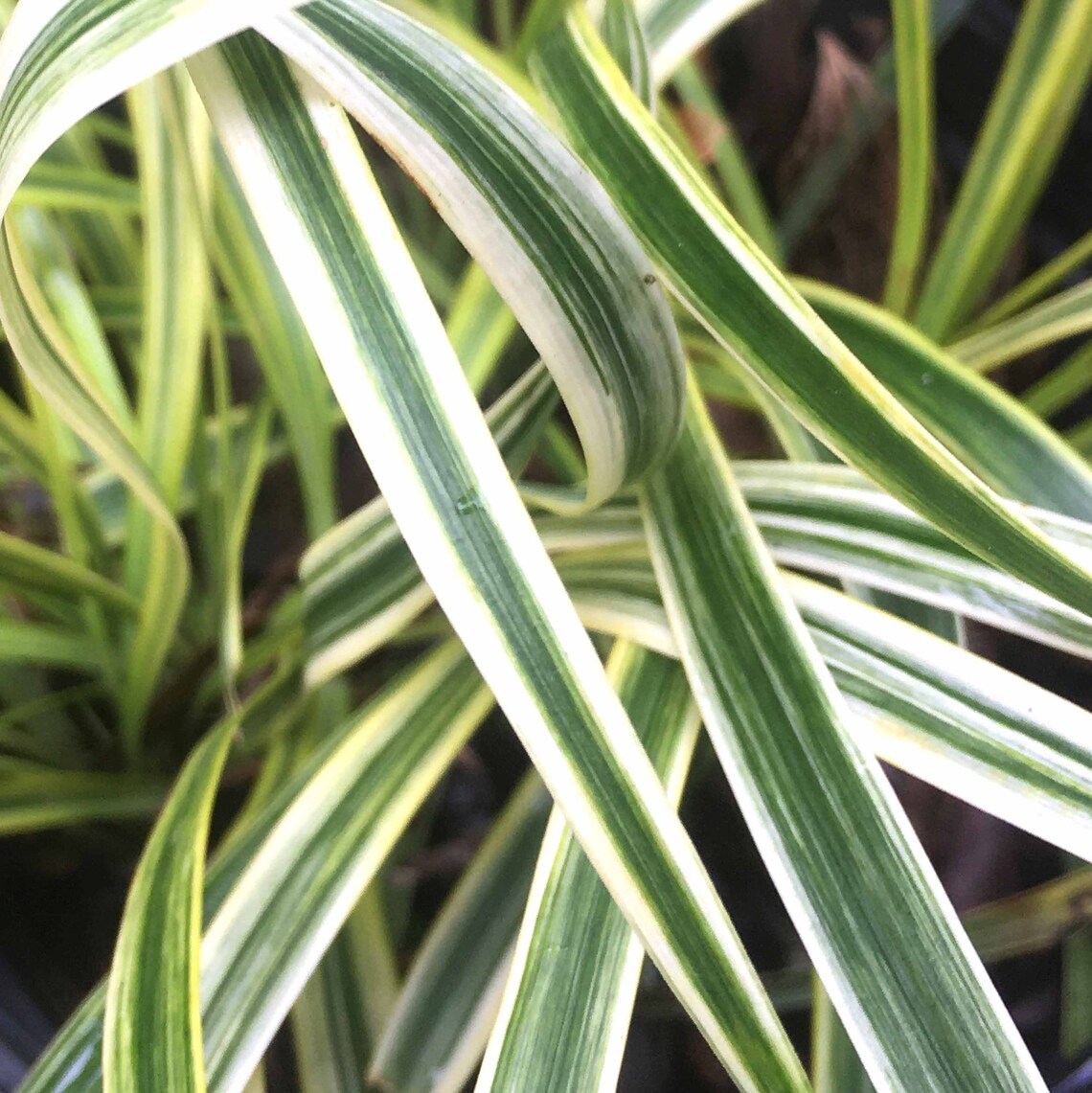Yellow Variegated Liriope Plant Variegated Monkey Grass - Etsy Canada