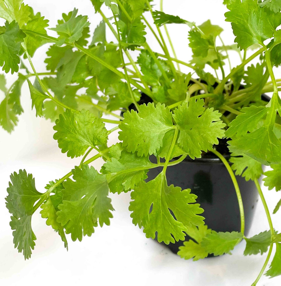 Cilantro Herb Plant, Live Plant for Garden or Pots, Cool Season ...