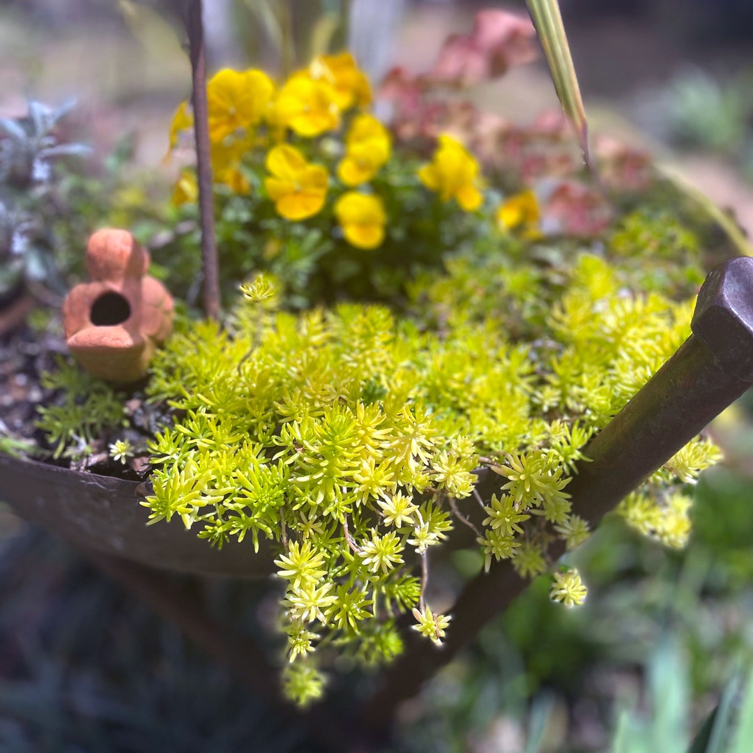Lemon Ball Succulent Plant, Drought Tolerant Ground Cover, Draping ...