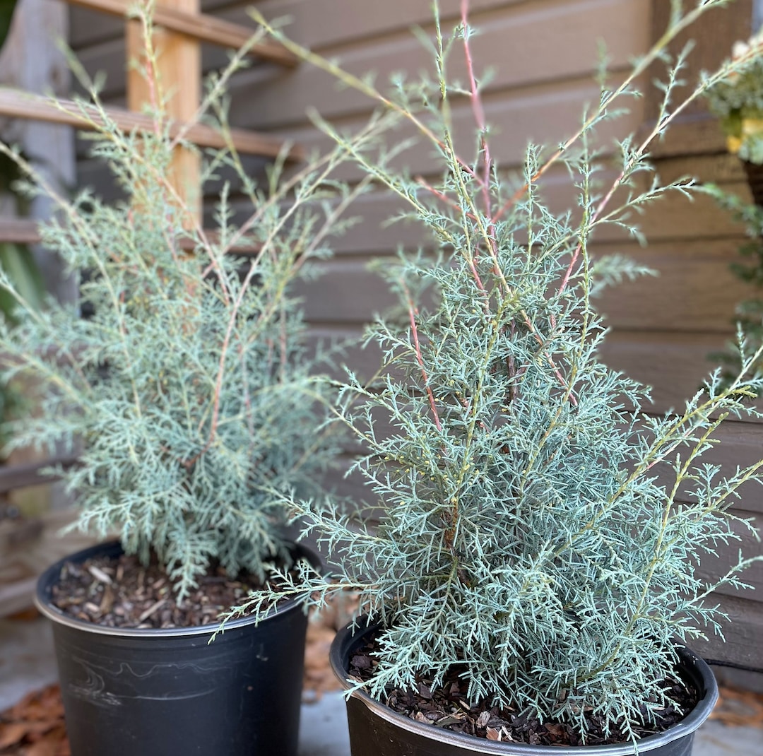 Carolina Sapphire Cypress Tree: Aromatic Blue Green Evergreen (30+ Inch ...