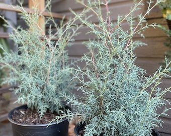 Carolina Sapphire Cypress Tree Qt Pot - Etsy