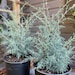 Carolina Sapphire Cypress Tree: Aromatic Blue Green Evergreen (30+ Inch ...