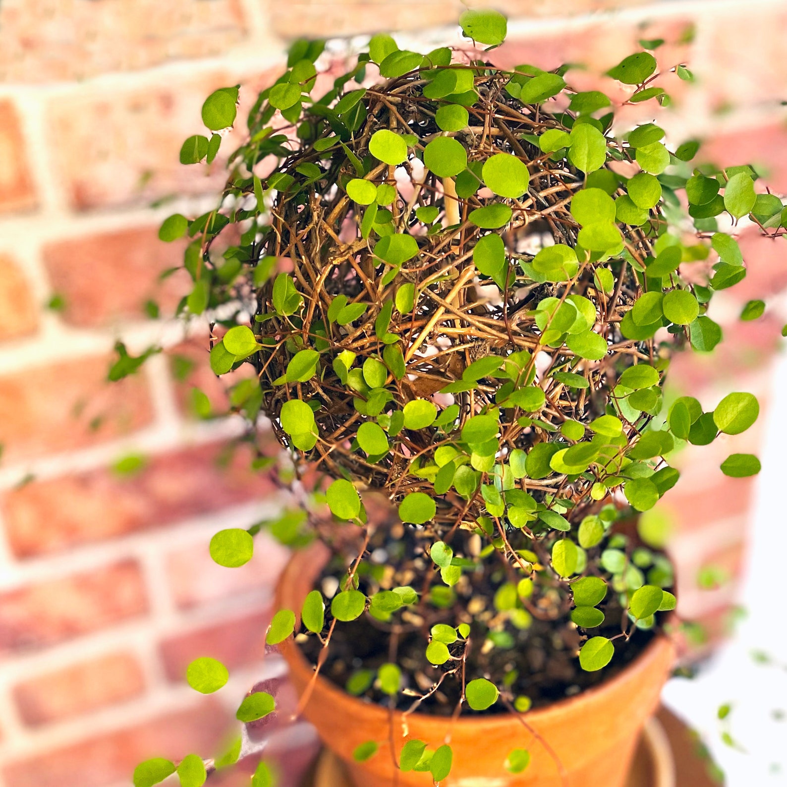 Creeping Wire Vine, Angelvine, Muehlenbeckia Complexa, Draping Tiny ...