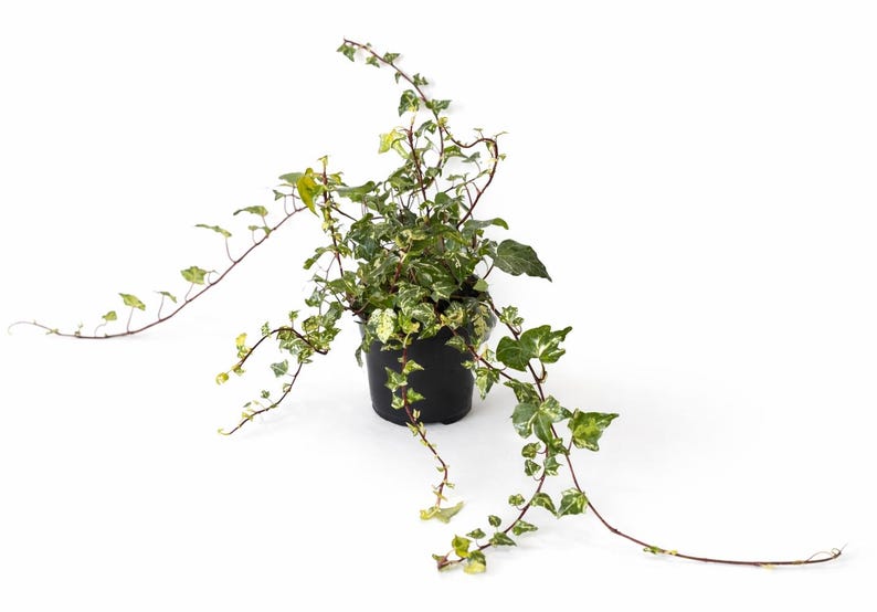 Golden Ingot English Ivy: Yellow Variegated Trailing Hedera Helix Live ...