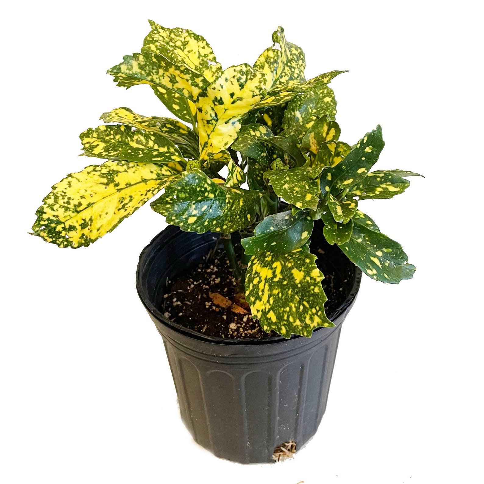 Aucuba Gold Dust, Aucuba Japonica 'variegata', Spotted Laurel, Shade ...