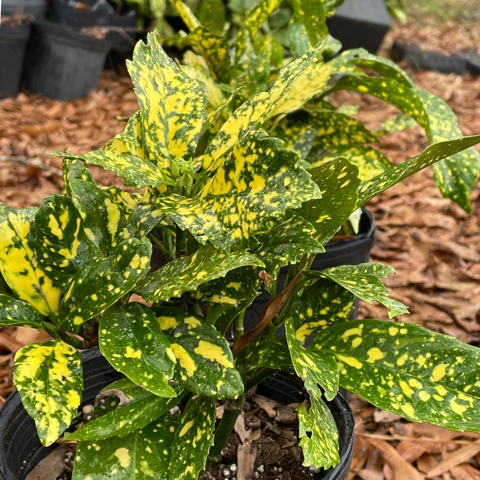 Aucuba Gold Dust, Aucuba Japonica 'variegata', Spotted Laurel, Shade ...