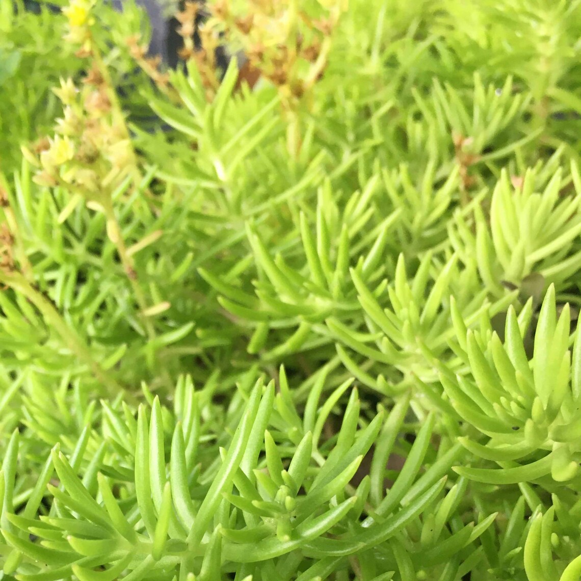 Lemon Ball Sedum Succulent Plant Succulent Ground Cover | Etsy