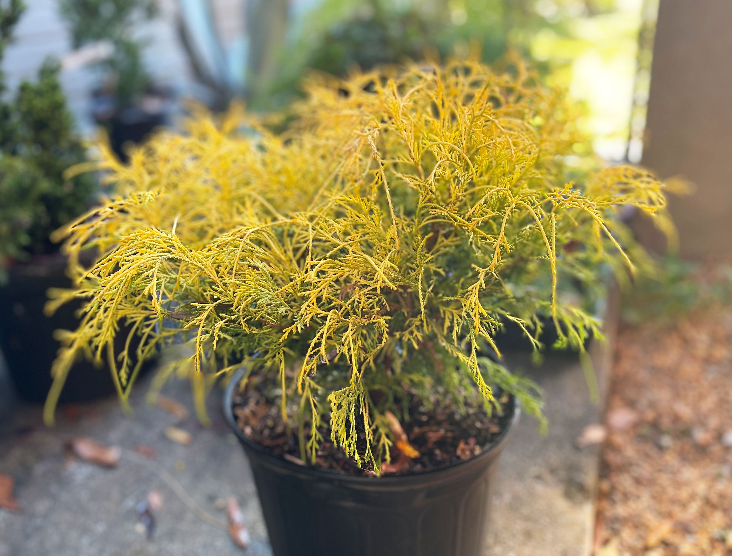 Dwarf Gold Mop False Cypress: Yellow Evergreen Conifer Shrub - Etsy