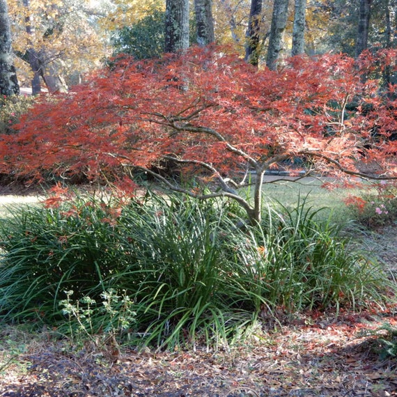 Giant Liriope Border