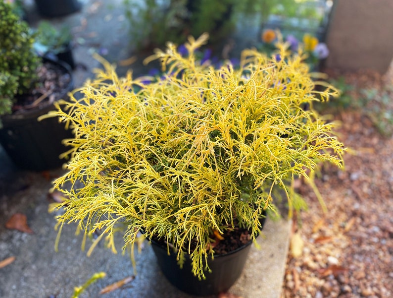 Dwarf Gold Mop False Cypress: Yellow Evergreen Conifer Shrub - Etsy