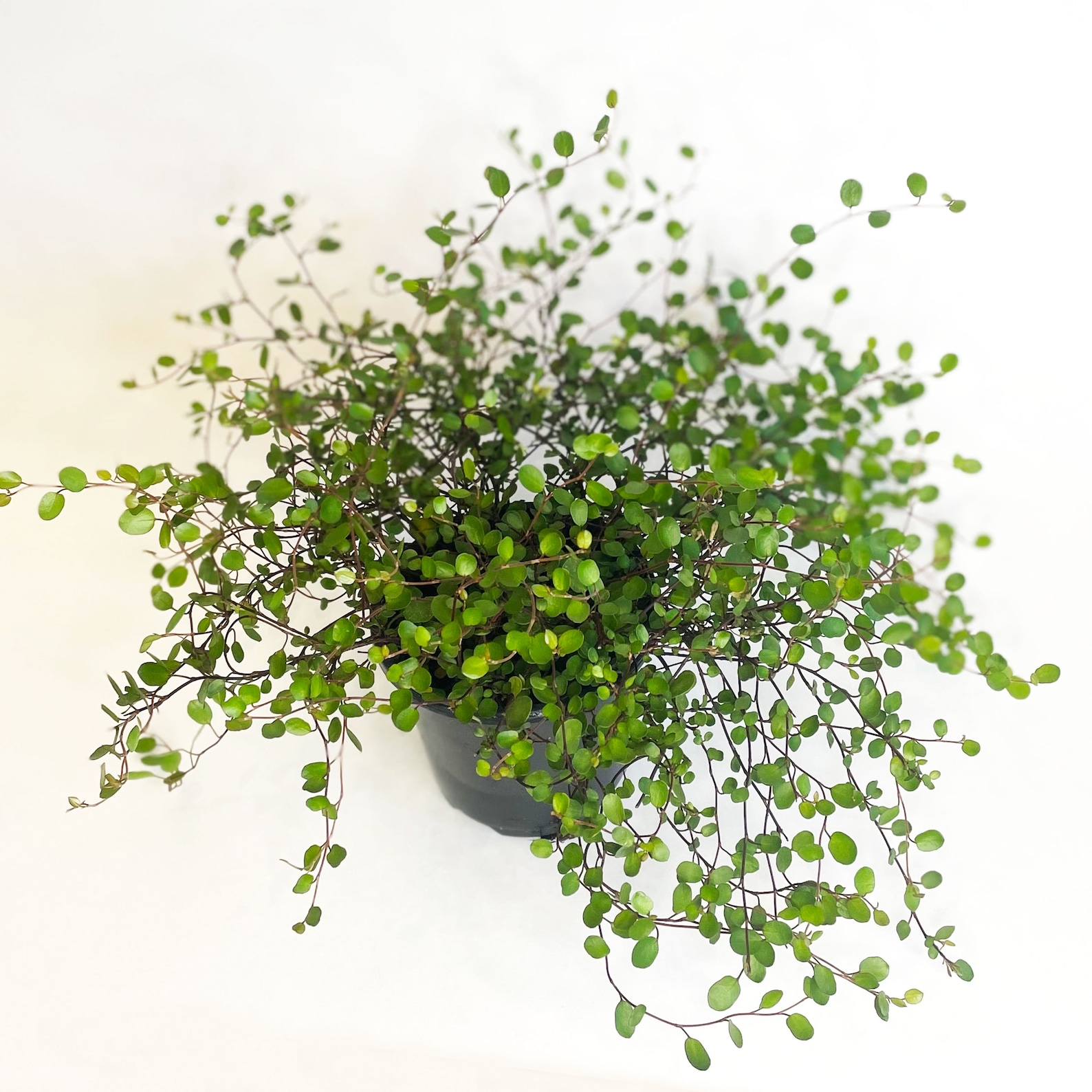 Creeping Wire Vine, Angelvine, Muehlenbeckia Complexa, Draping Tiny ...