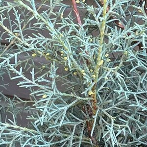 Carolina Sapphire Cypress Tree: Aromatic Blue Green Evergreen (30+ Inch ...