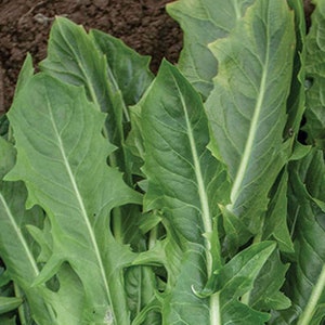 Italian Dandelion Seeds, Chicory, Cichorium Intybus, Cool Weather ...