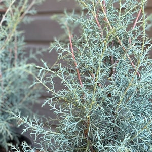 Carolina Sapphire Cypress Tree: Aromatic Blue Green Evergreen (30+ Inch ...