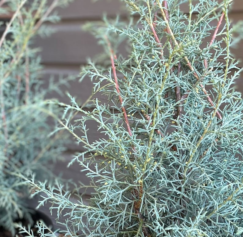 Carolina Sapphire Cypress Tree: Aromatic Blue Green Evergreen (30+ Inch ...