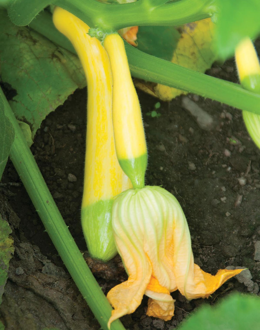 Squash Seeds, Yellow & Green Summer Squash, Zephyr Striped Squash, Two ...