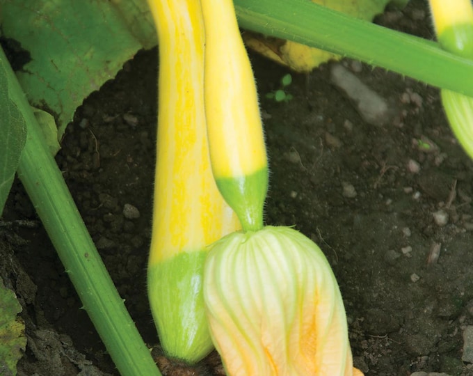 Zephyr - Hybrid Yellow Summer Squash Seeds - Etsy