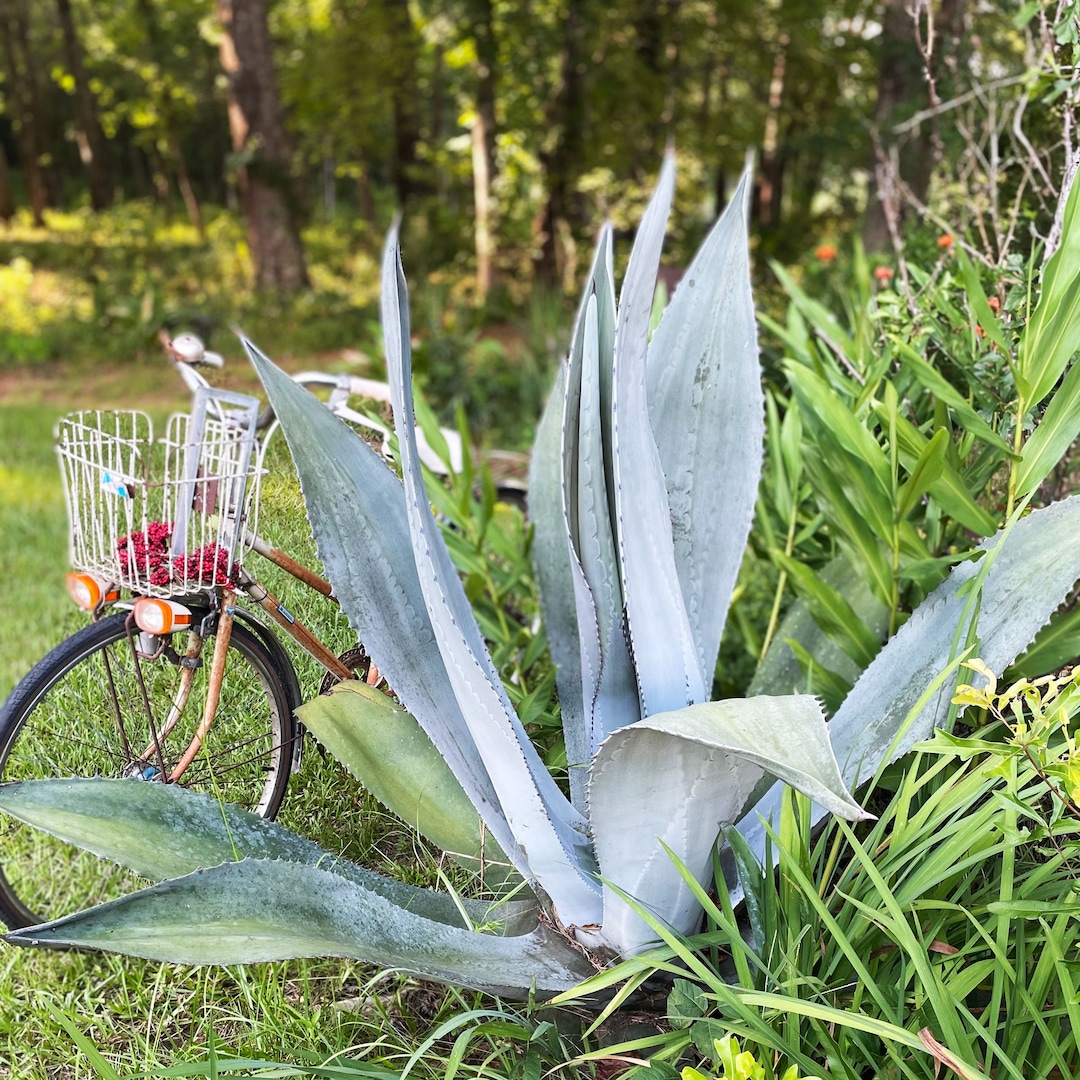 Planta de Agave Americana Azul: Suculenta grande de raíz desnuda - Etsy ...