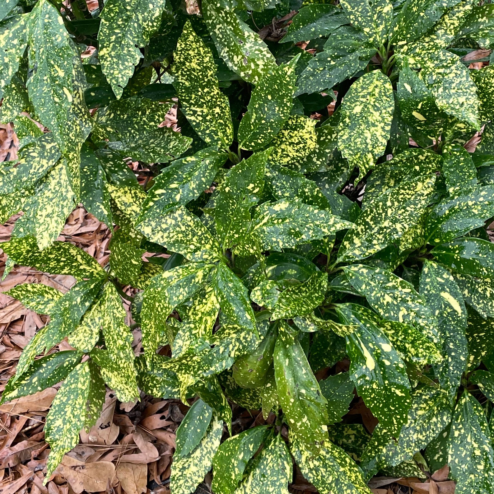 Aucuba Gold Dust, Aucuba Japonica 'variegata', Spotted Laurel, Shade ...