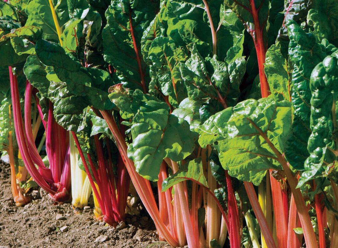 Swiss Chard Seeds, 'bright Lights', Multi-color, Beta Vulgaris ...