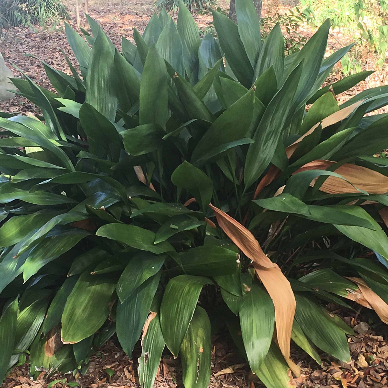 Cast Iron Plant Aspidistra Elatior Hardy Drought Tolerant - Etsy
