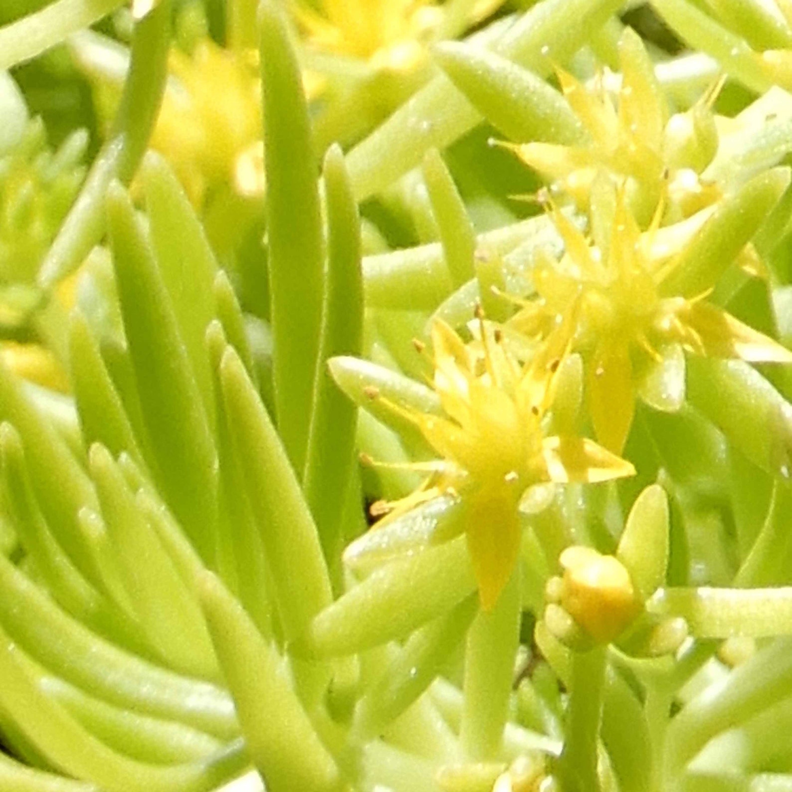 Lemon Ball Sedum Succulent Plant Succulent Ground Cover | Etsy